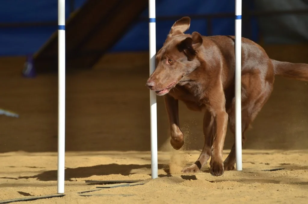 Agility Trials Resources - The Labrador Retriever Club, Inc.