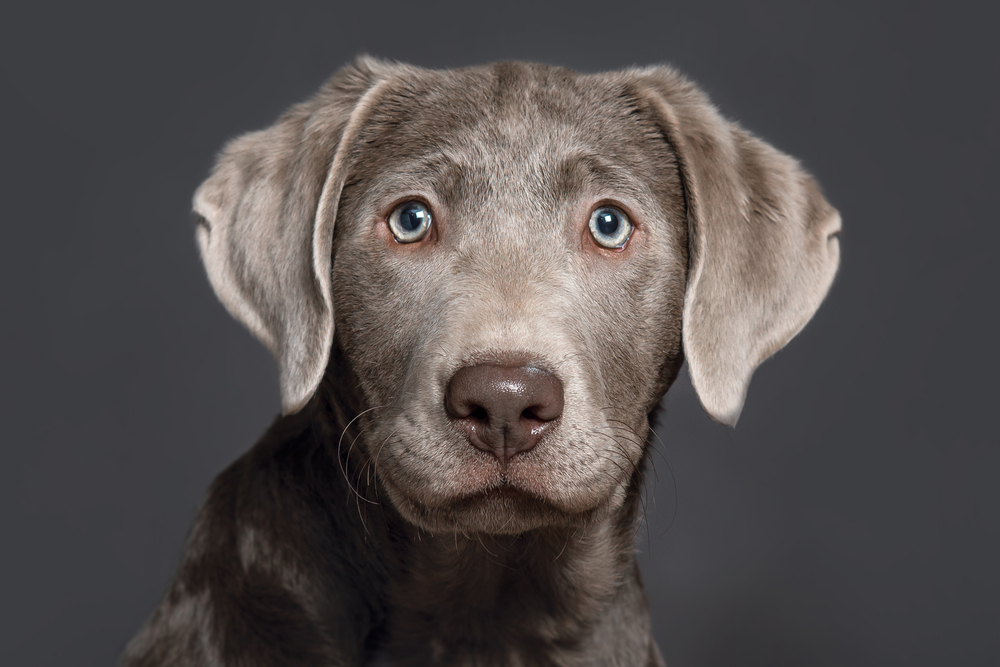 Update on Dilutes - The Labrador Retriever Club, Inc.